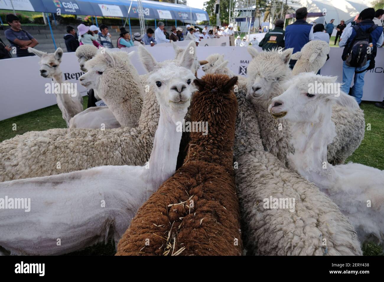 A sheared alpaca stands next to those yet to be sheared during intact ...