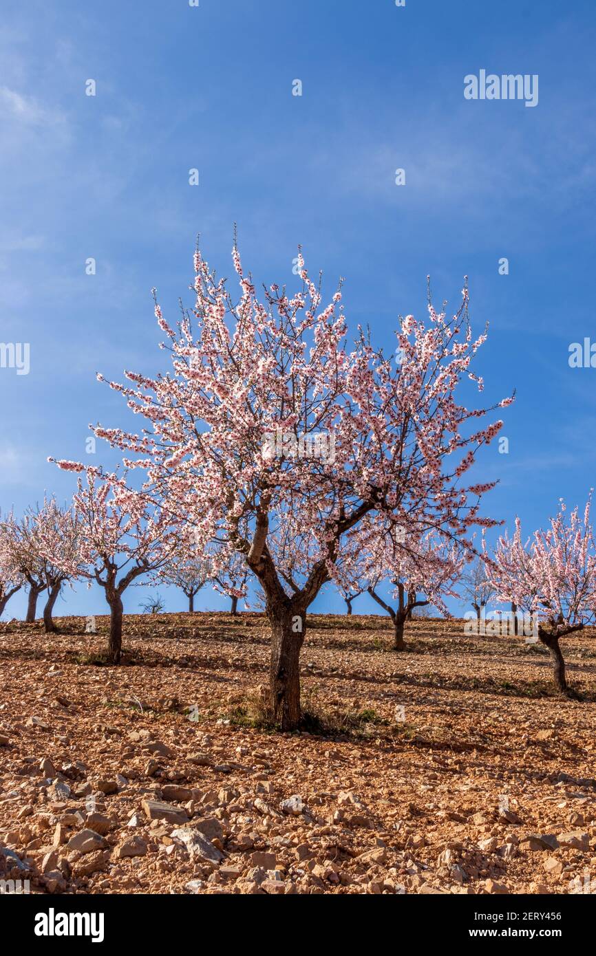 P dulcis hi-res stock photography and images - Alamy