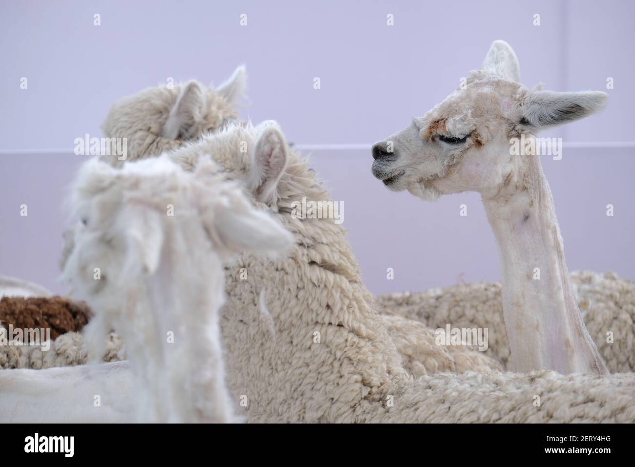 A sheared alpaca stands next to those yet to be sheared during intact ...