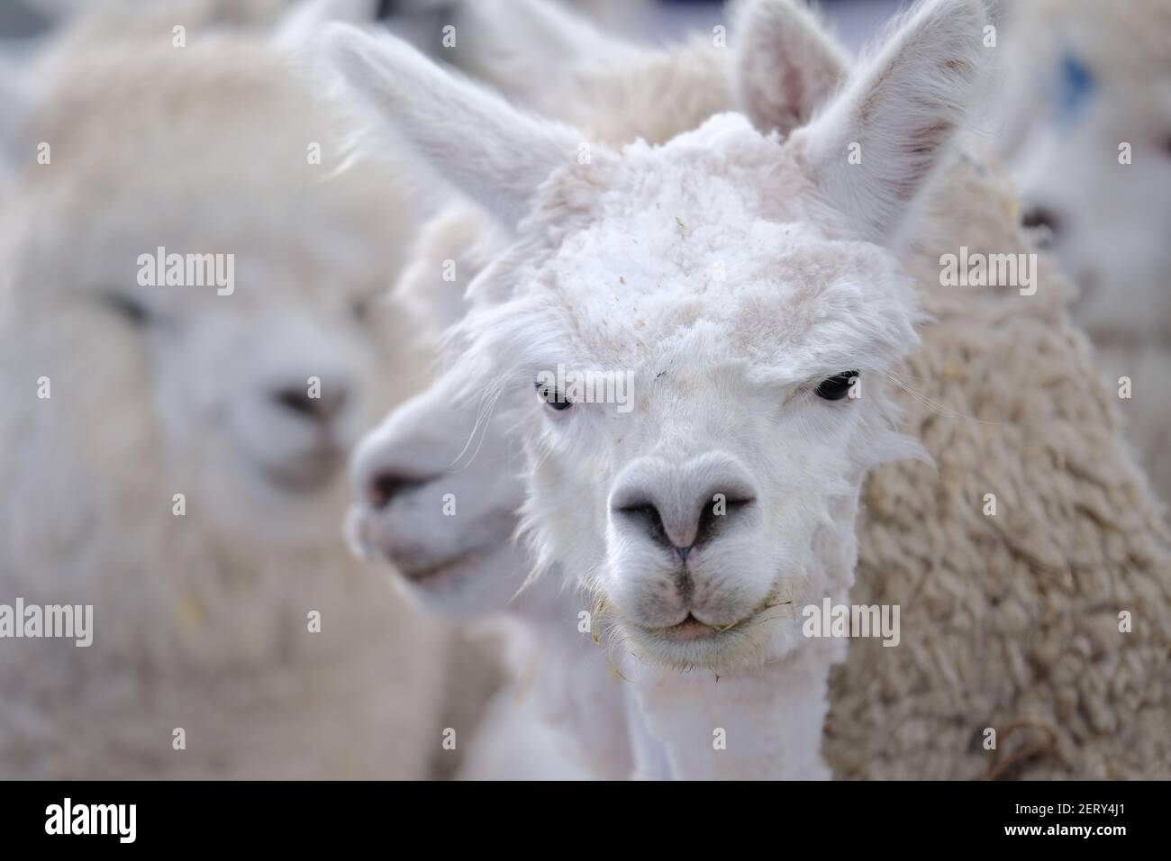 A sheared alpaca stands next to those yet to be sheared during intact ...