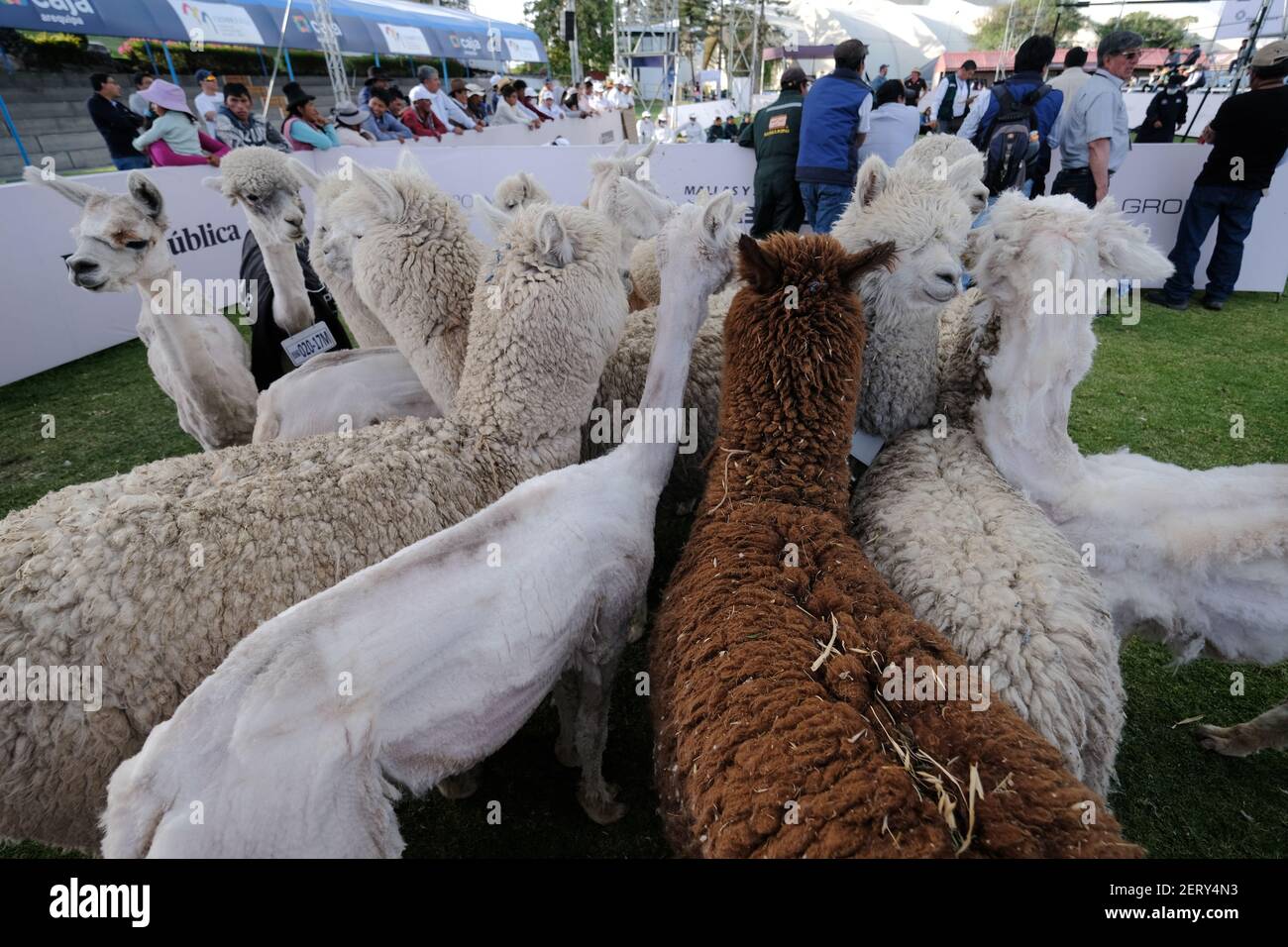A sheared alpaca stands next to those yet to be sheared during intact ...