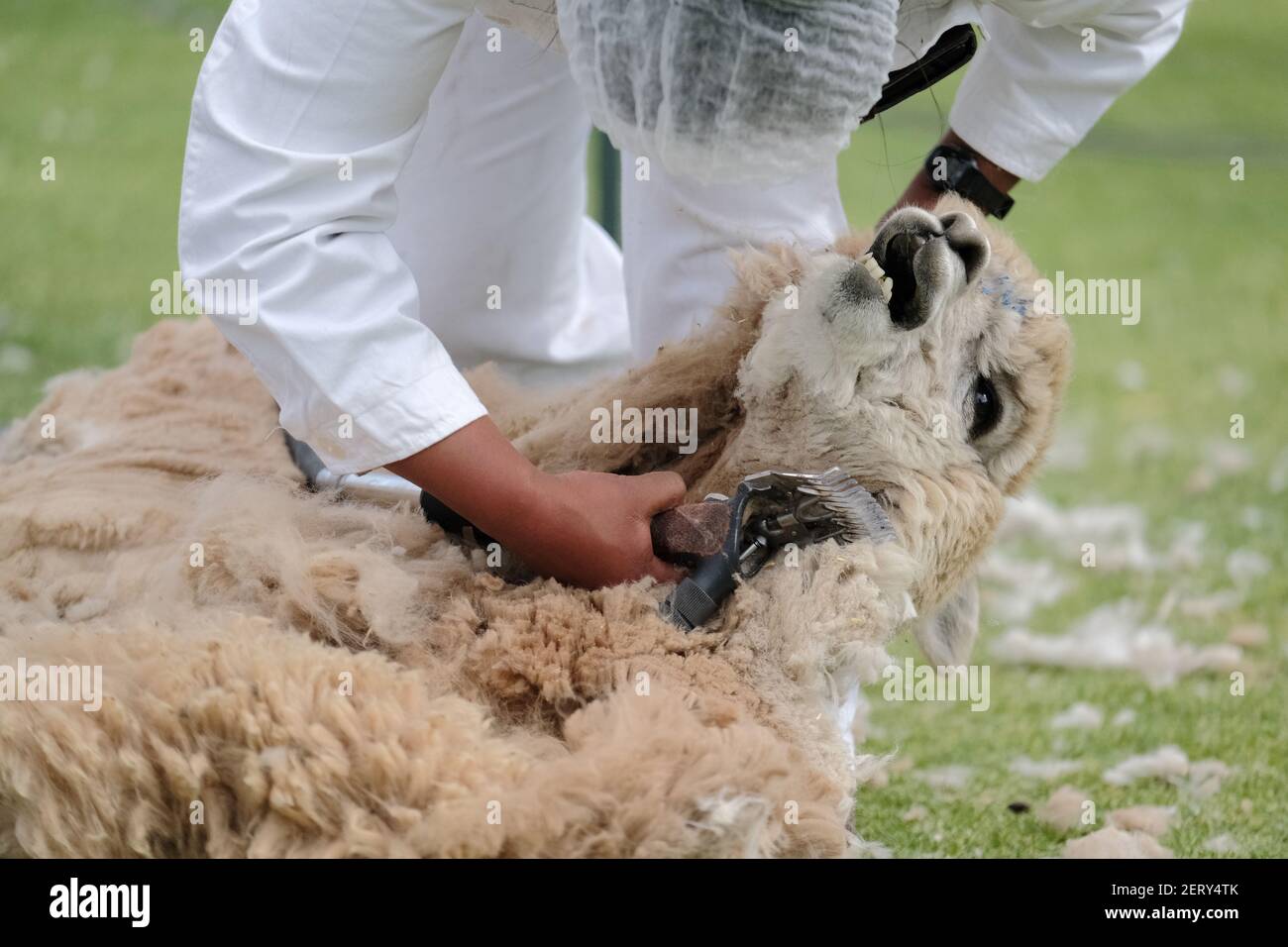 A shearer works on the neck of an alpaca during the International ...