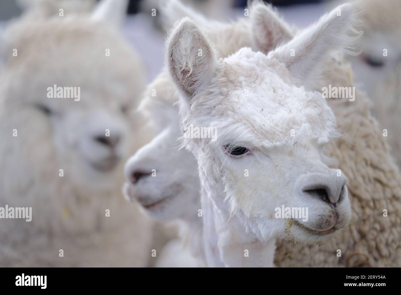 A sheared alpaca stands next to those yet to be sheared during intact ...