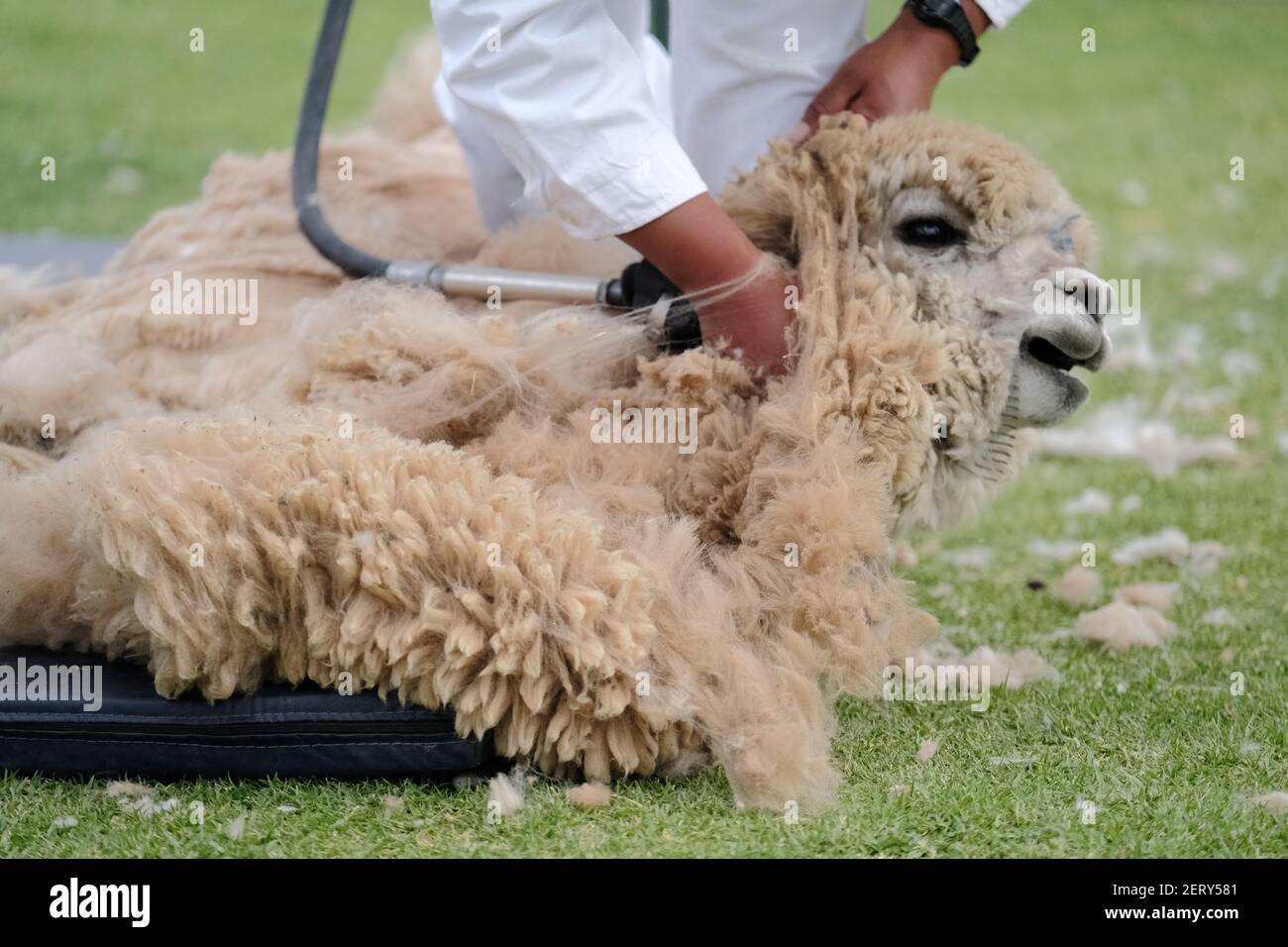 A shearer works on the neck of an alpaca during the International ...