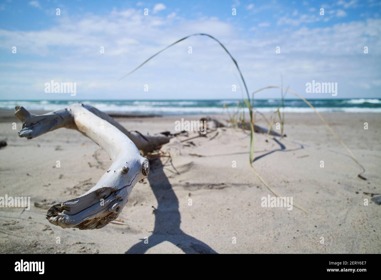 Big stick hi-res stock photography and images - Alamy