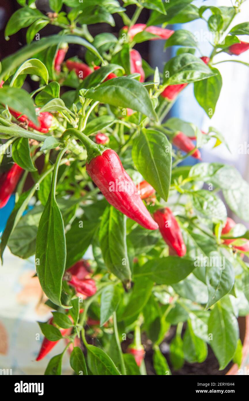 Hot chili pepper with red fruits growing on a bush, close-up Stock ...