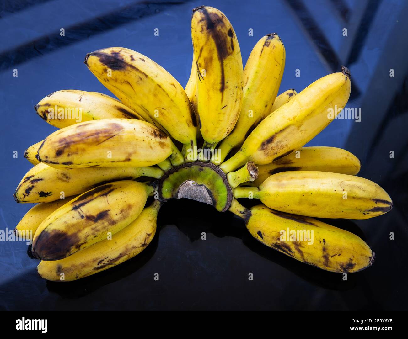 Bunch of Lady finger bananas.Tropical Fruit Natural Product on black ...