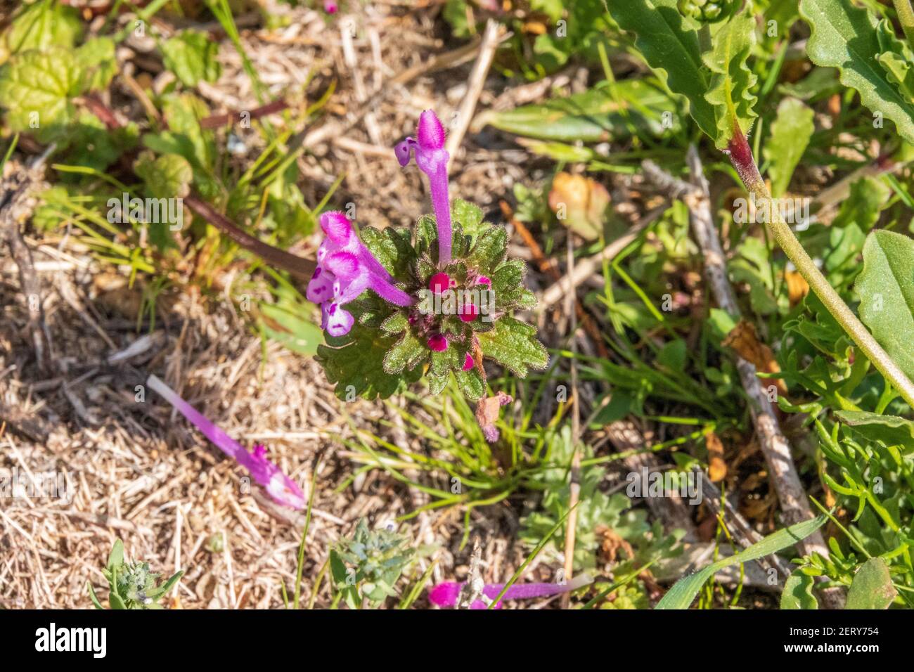 Lamium amplexicaule, Henbit Deadnettle Flower Stock Photo - Alamy