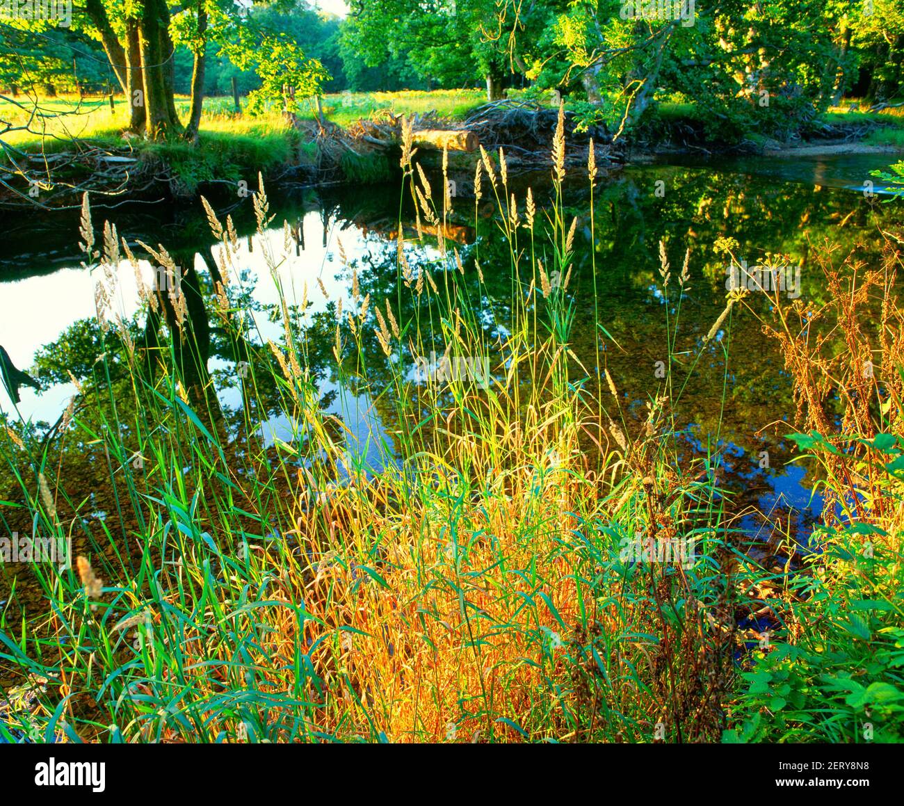 Sheeps Fescue Grass High Resolution Stock Photography and Images - Alamy