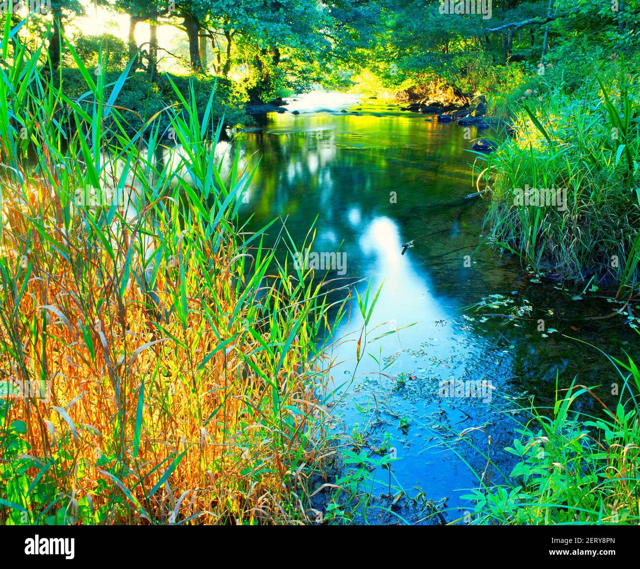 Tree lined river hi-res stock photography and images - Alamy