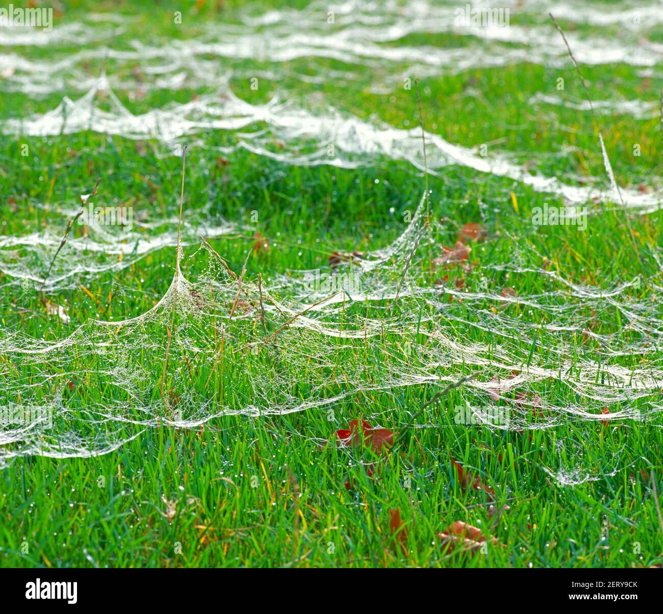 webs, over grass Stock Photo - Alamy
