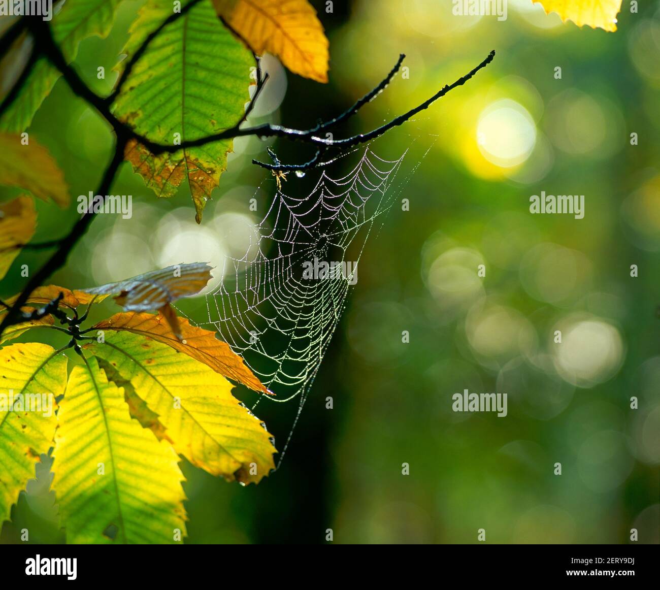 Atmospheric spiders web hi-res stock photography and images - Alamy