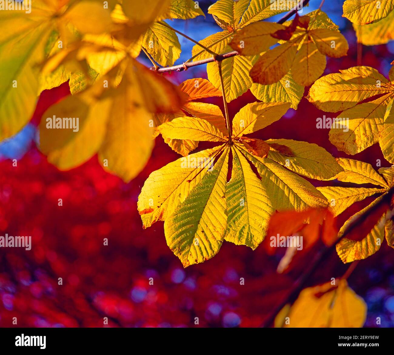 Chestnut tree leaves turning yellow hi-res stock photography and images ...