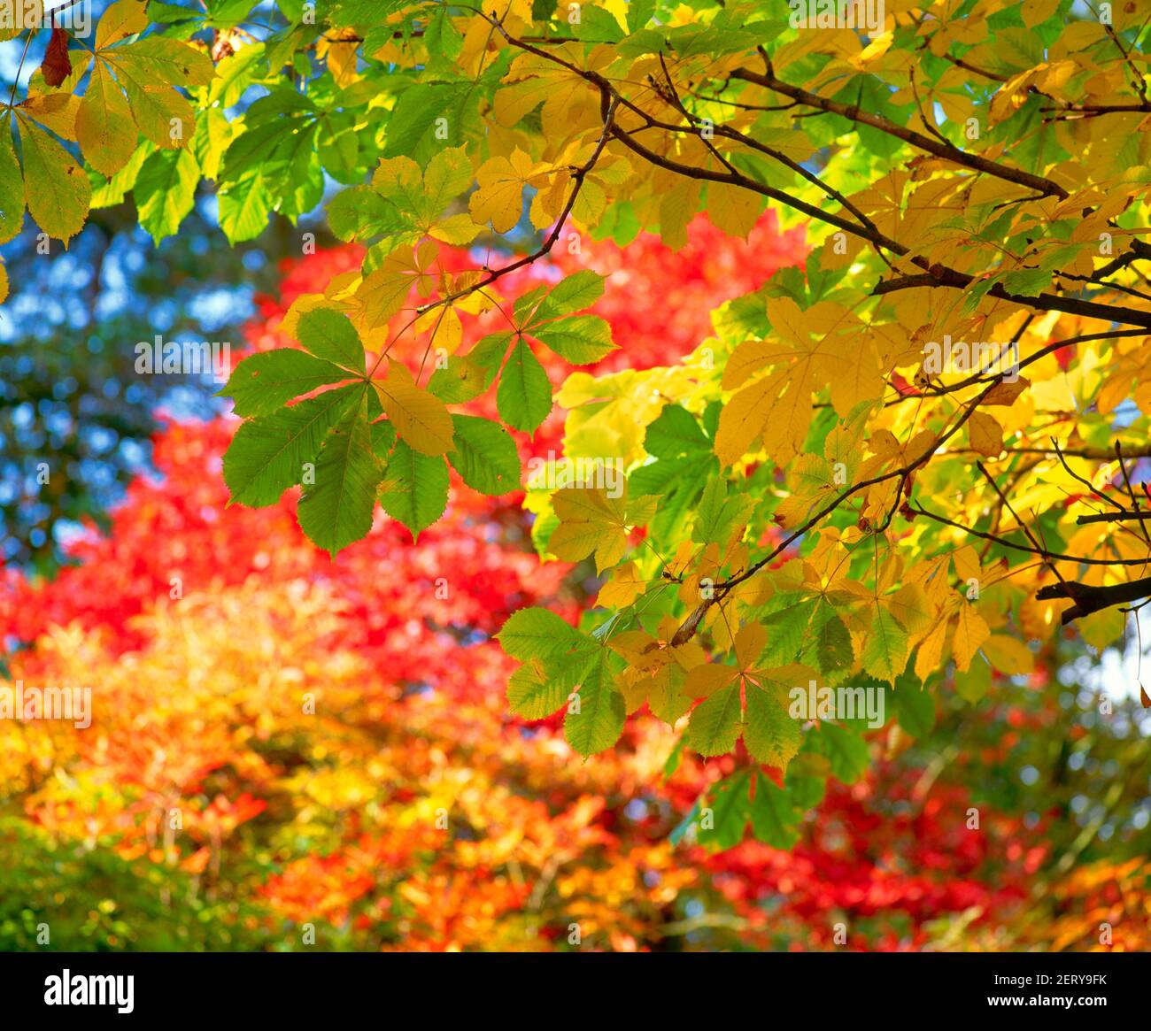 Arburatum hi-res stock photography and images - Alamy