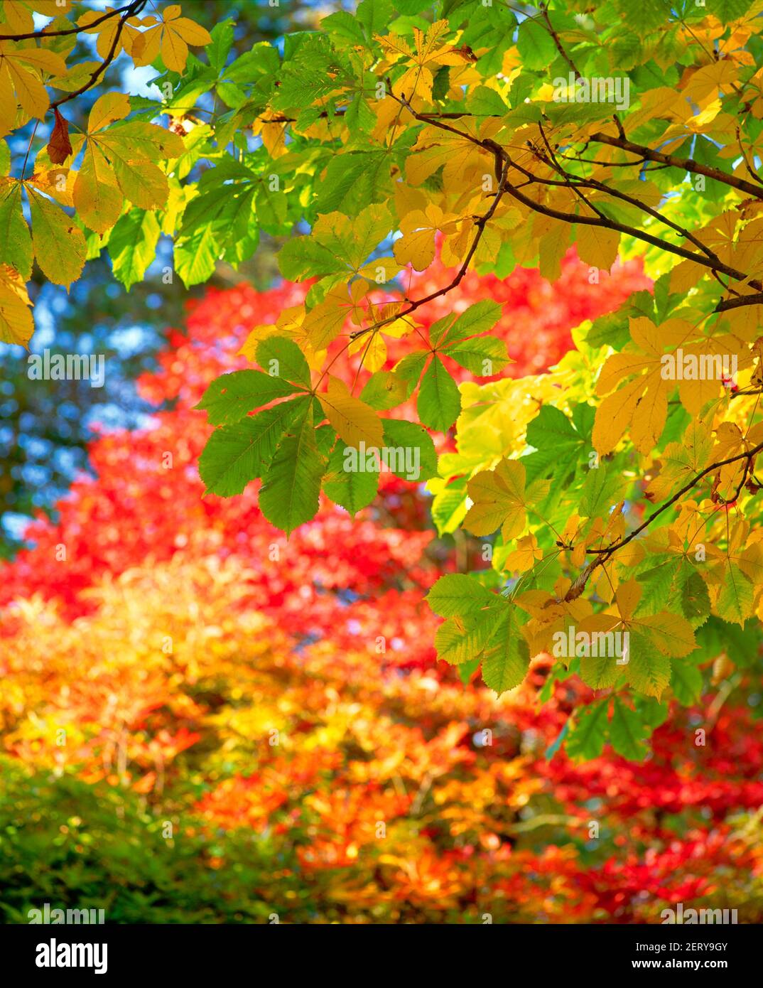 Overhanging yellow leaves hi-res stock photography and images - Alamy