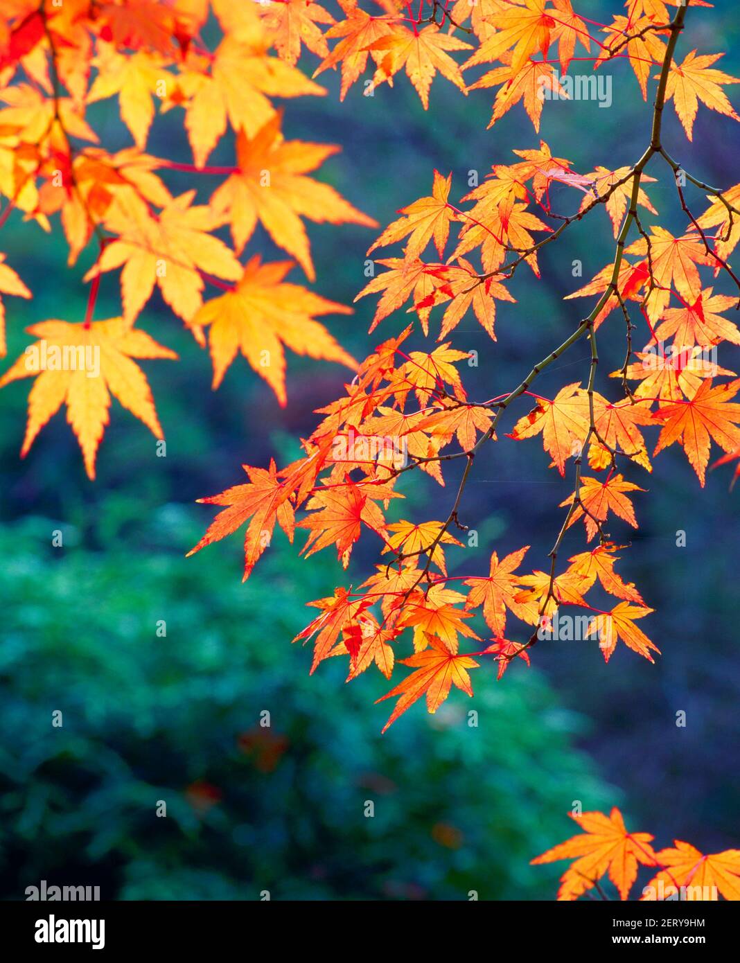Japanese acer tree hi-res stock photography and images - Alamy