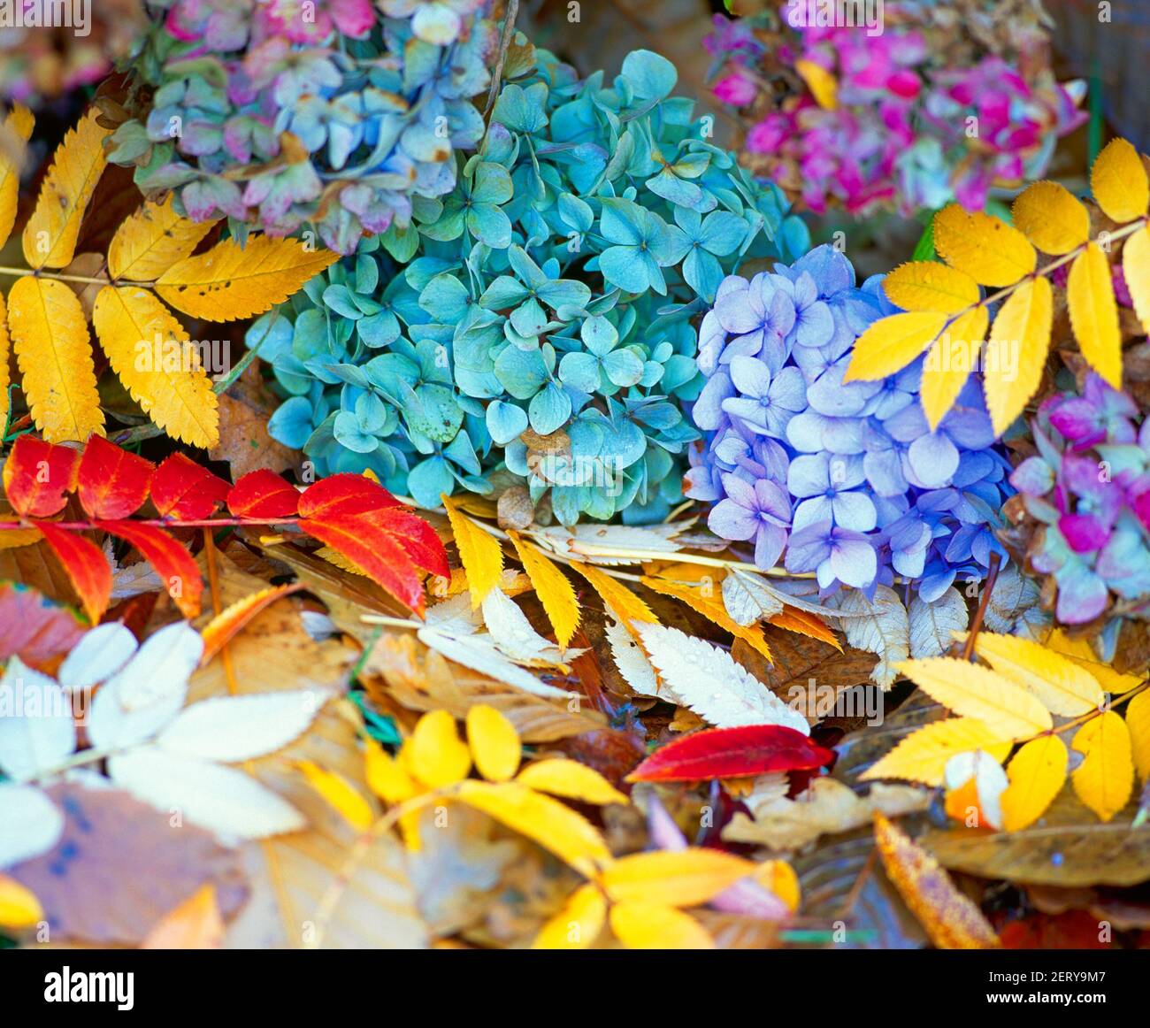 Hydrangea autumn leaves hi-res stock photography and images - Alamy