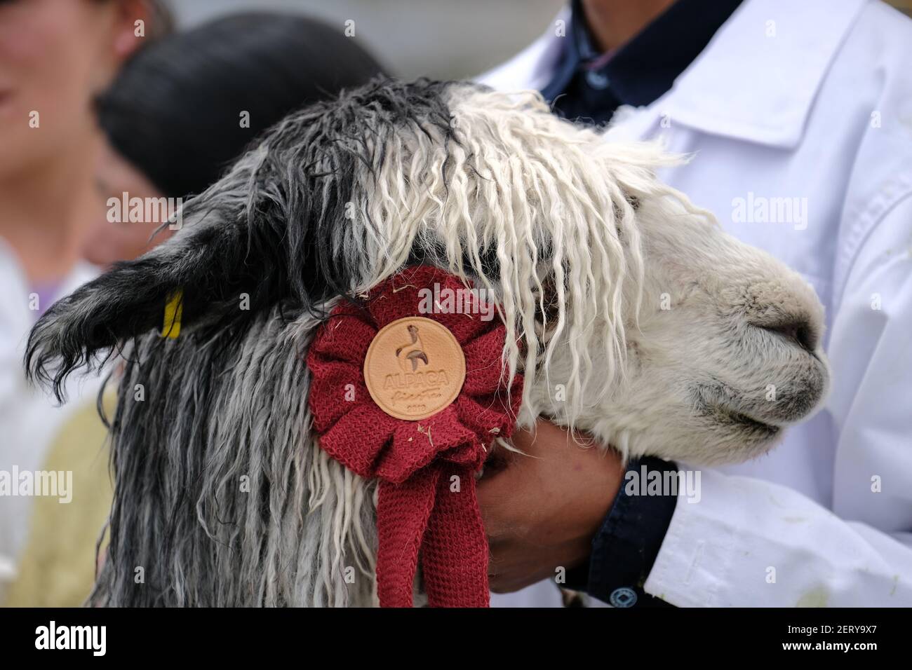 Breeders show off their award-winning alpaca at the Cerro Juli ...