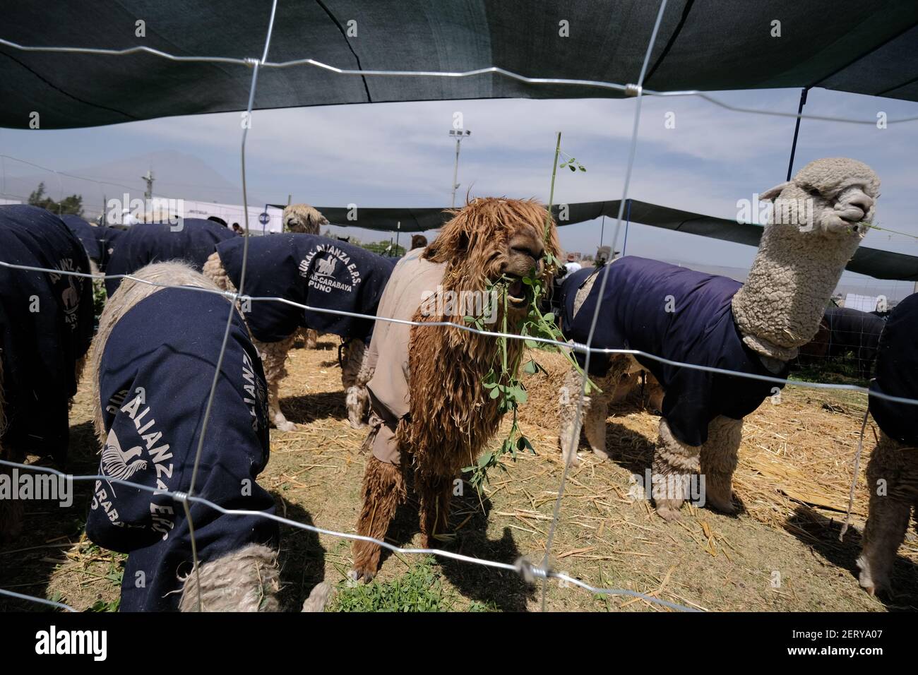 Alpacas relax after being judged at the Cerro Juli Convention Center in ...
