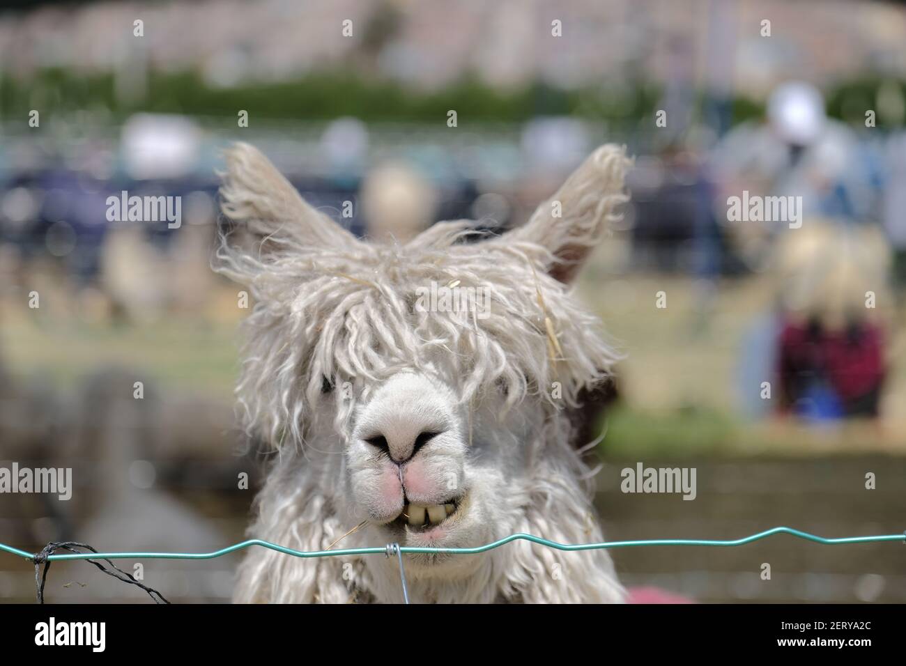 Llama Vs Alpaca Judging