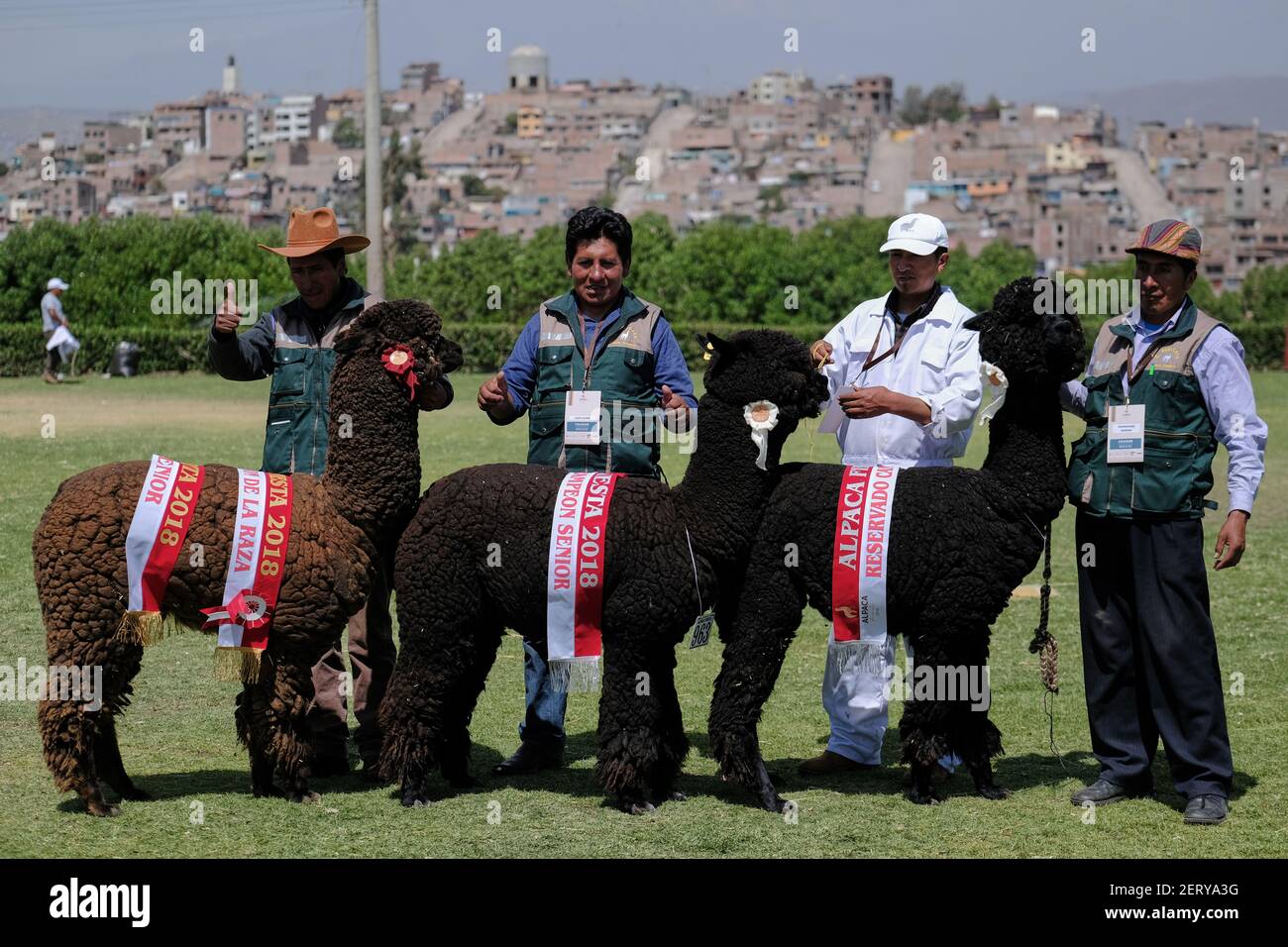 Breeders pose for a photo with their award-winning alpacas at the Cerro ...