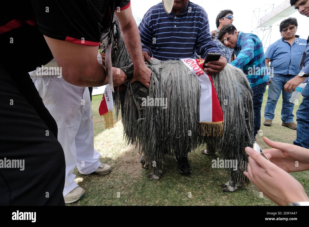 Breeders show off their award-winning alpaca at the Cerro Juli ...