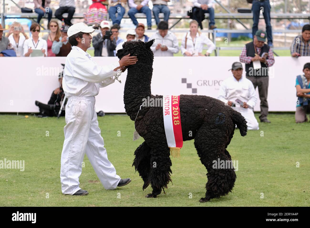 An award-winning alpaca is shown to the crowd at the Cerro Juli ...