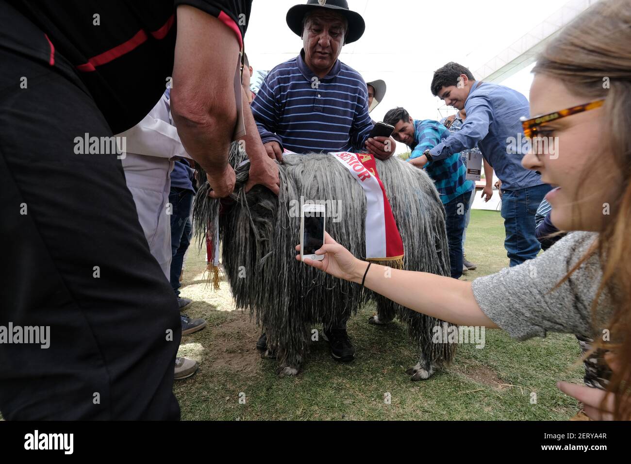 Breeders show off their award-winning alpaca at the Cerro Juli ...