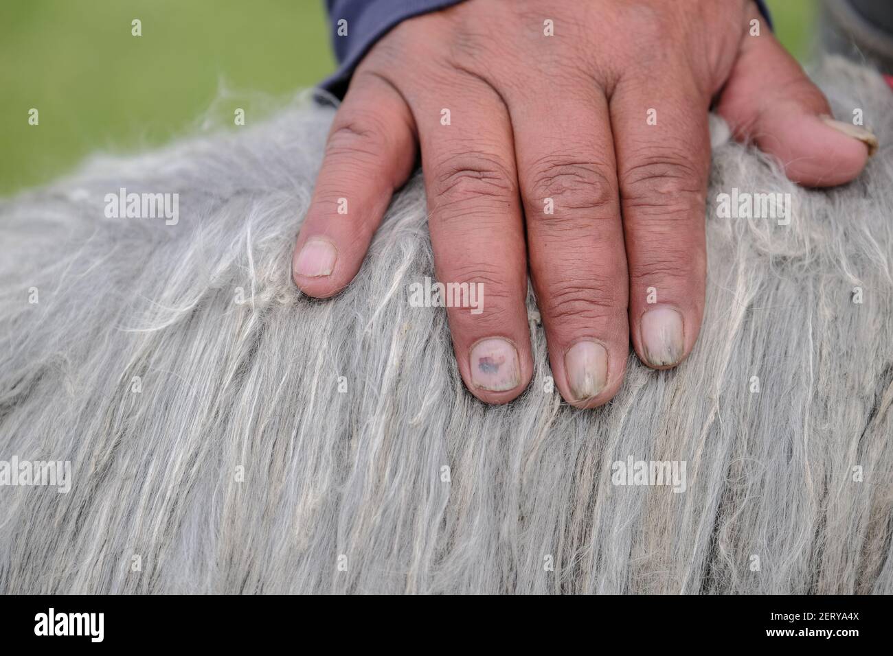 Breeders show off their award-winning alpaca at the Cerro Juli ...
