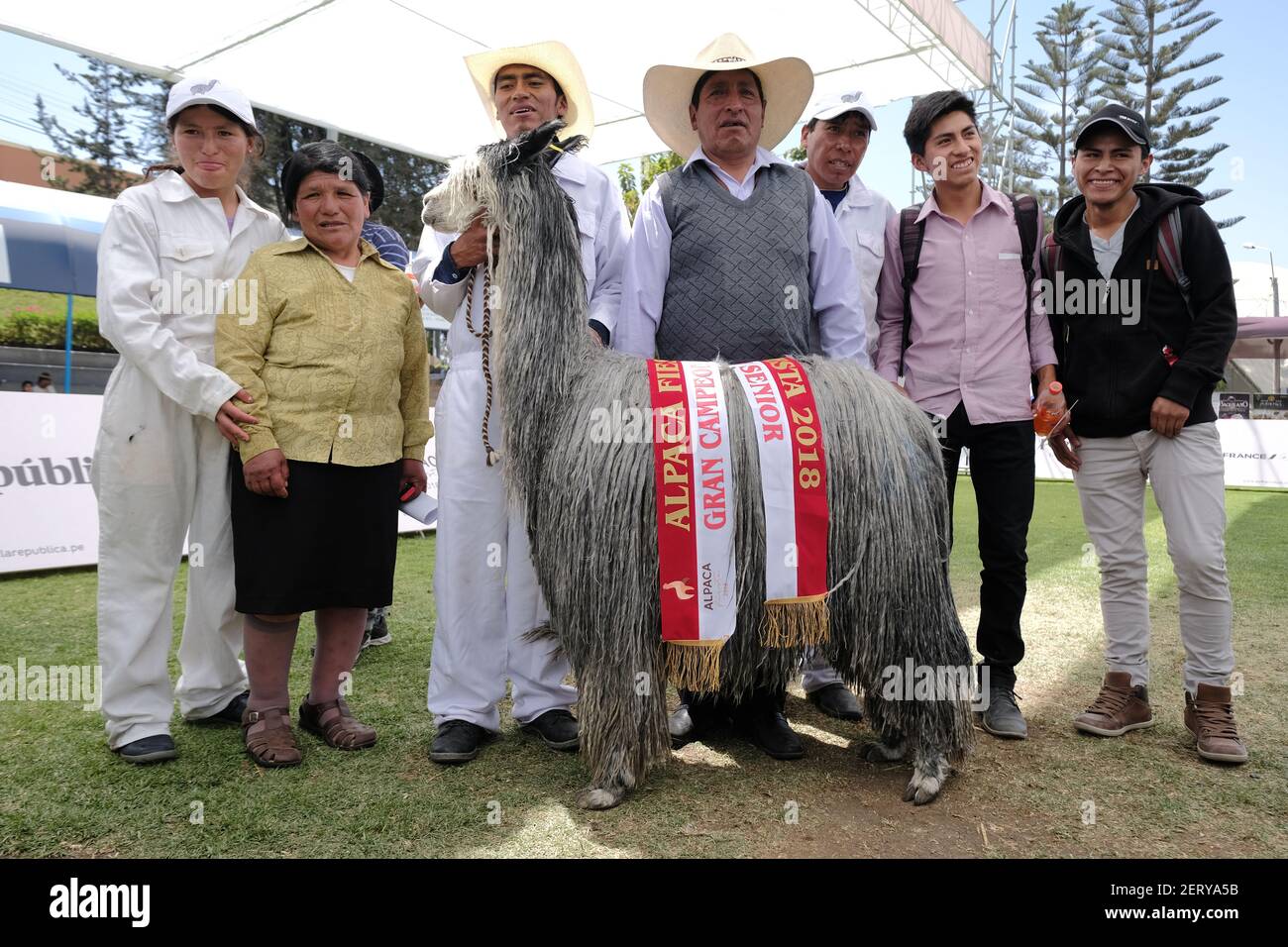 Breeders show off their award-winning alpaca at the Cerro Juli ...