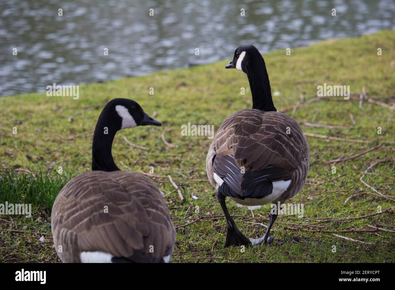 A back view of cute Canada geese wading outdoors Stock Photo - Alamy