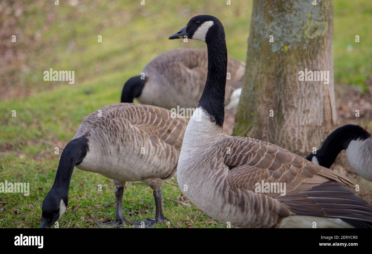 Adaptive bird hi-res stock photography and images - Alamy