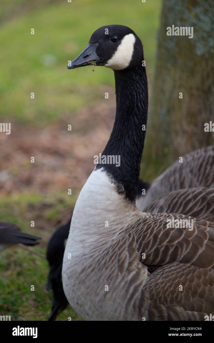 A portrait of a Canada goose, a large wild goose with a black head and ...