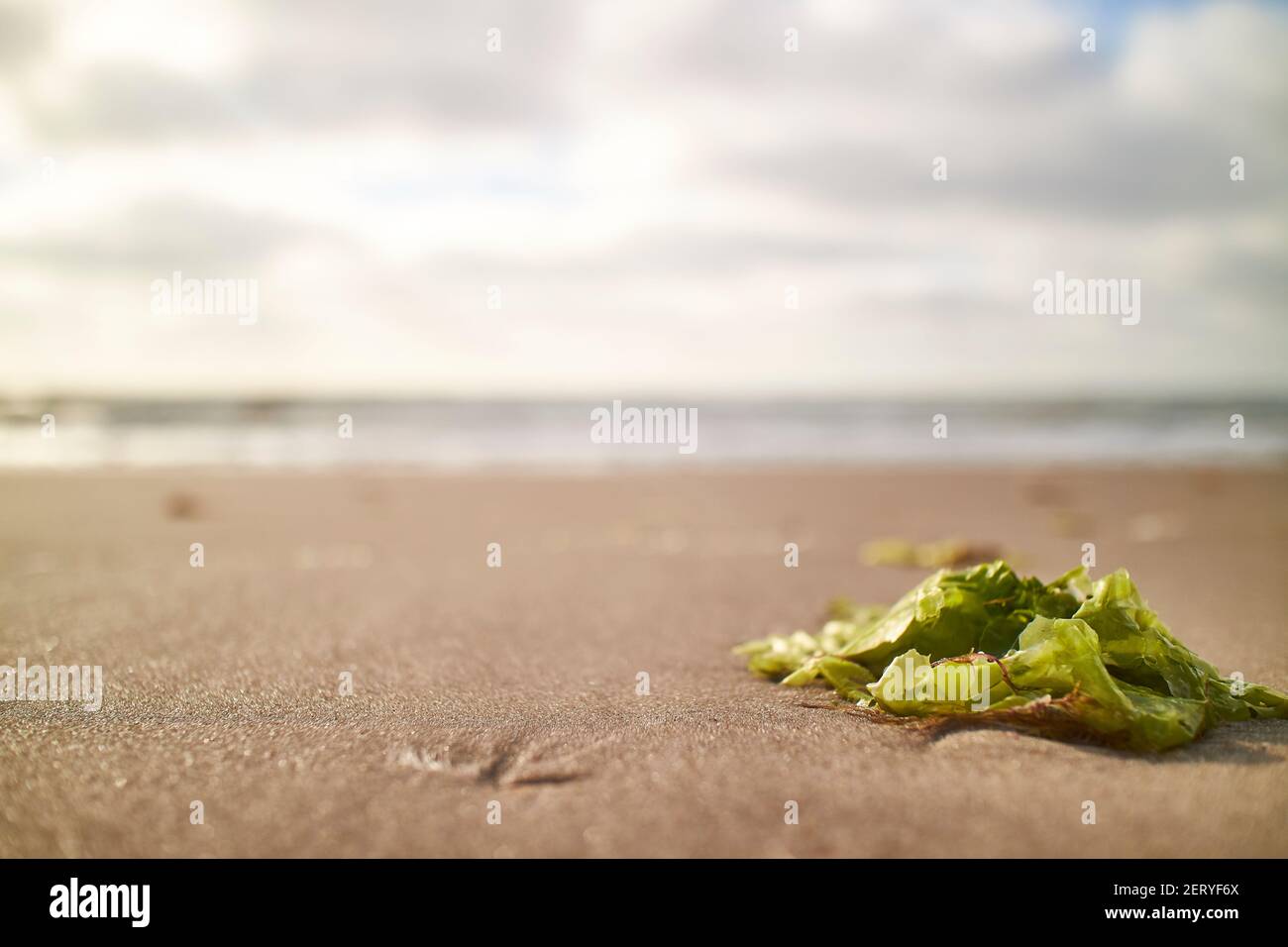 Seaweed in the sand on the beach Stock Photo - Alamy