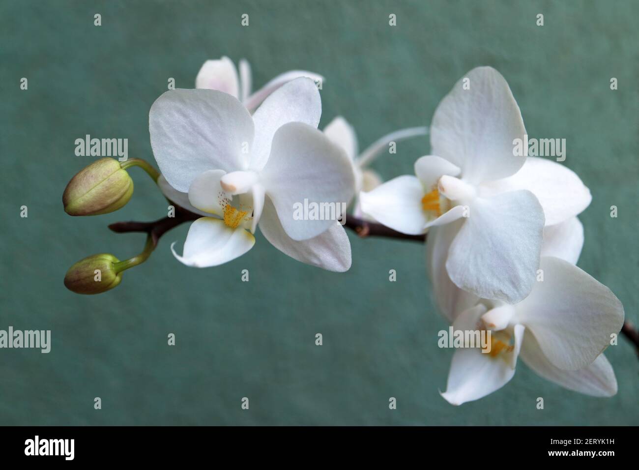Flower petal patterns hi-res stock photography and images - Alamy