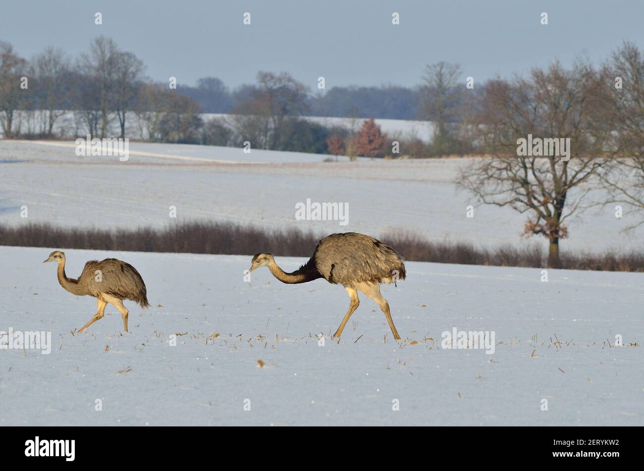 Polygynous bird species hi-res stock photography and images - Alamy
