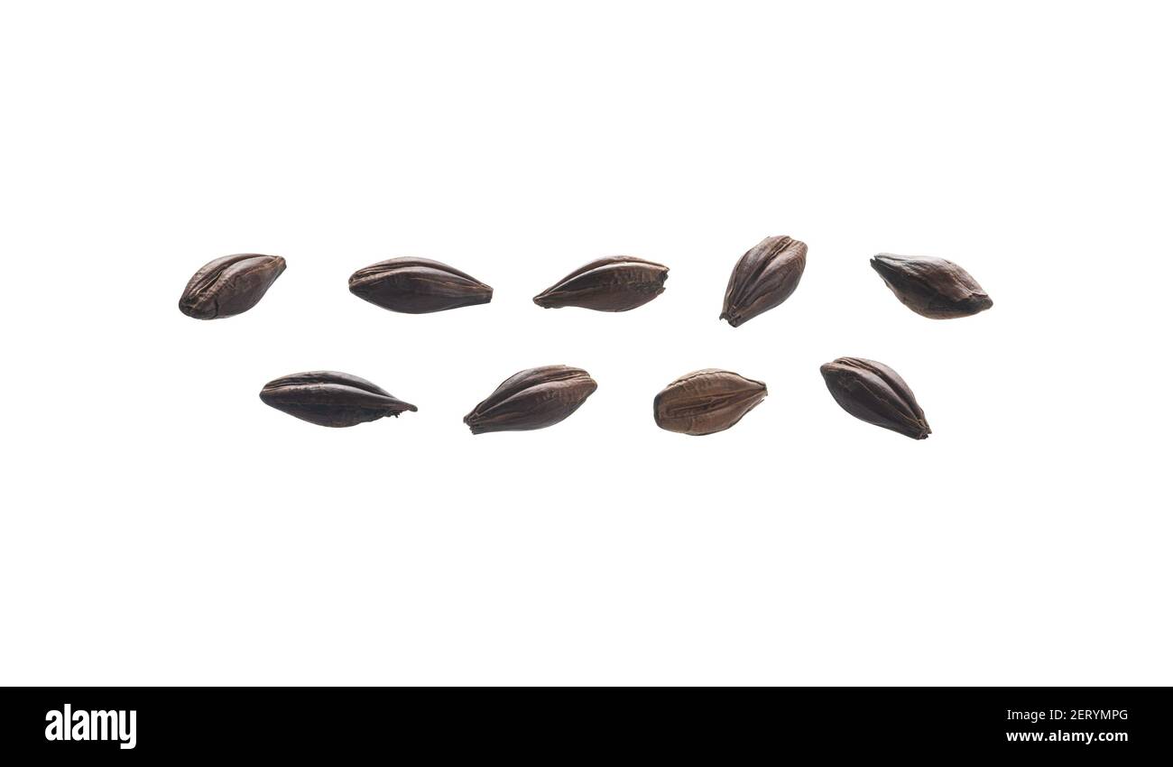 A set of roasted rye malt grains. Isolated on a white background Stock ...