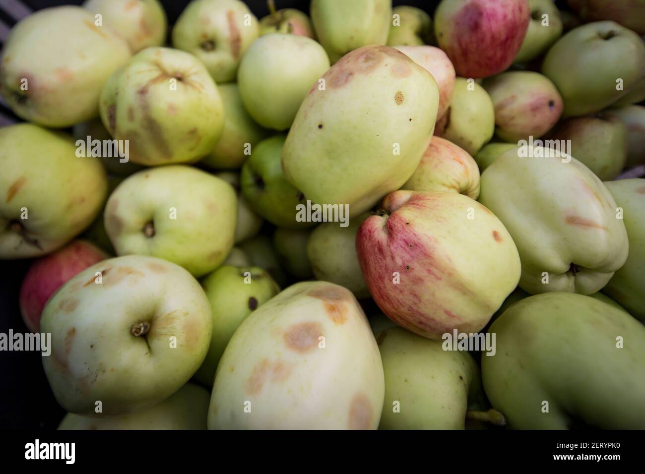 Bunch of apples hi-res stock photography and images - Alamy