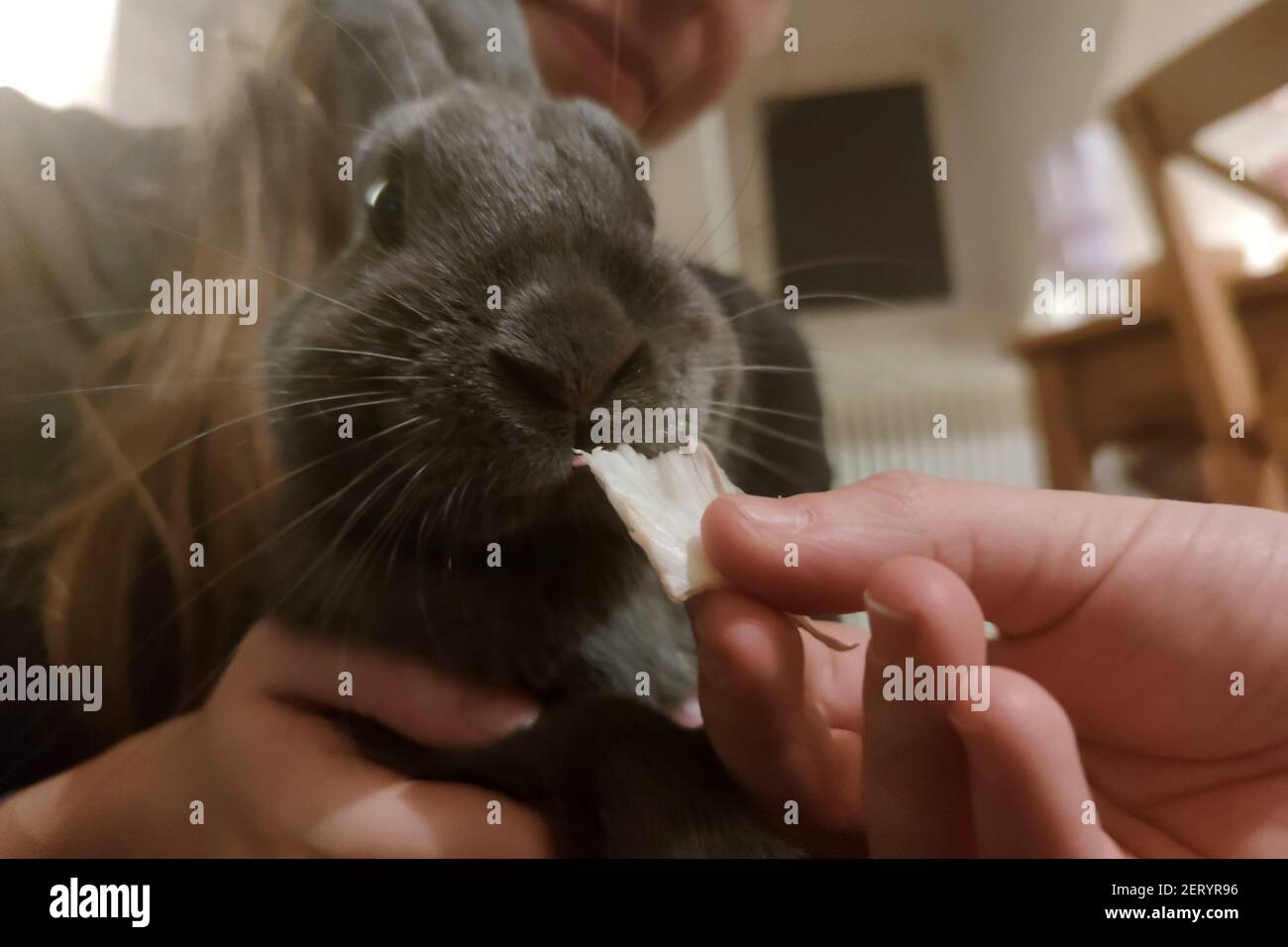 bunny eating salad from human hand Stock Photo - Alamy
