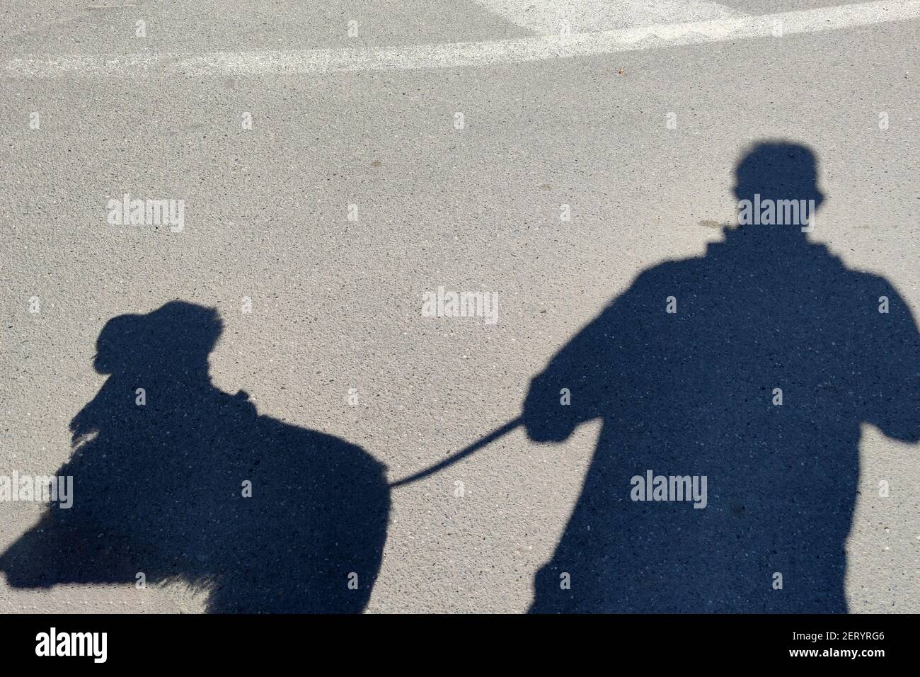 man and dog cocker spaniel shadow shape Stock Photo - Alamy