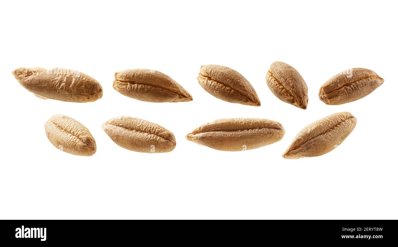 A set of rye grains. Isolated on a white background Stock Photo - Alamy