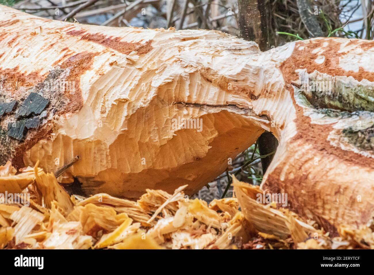 Beaver trees. Tree trunk gnawed, chewed, destroyed, carved, fallen ...