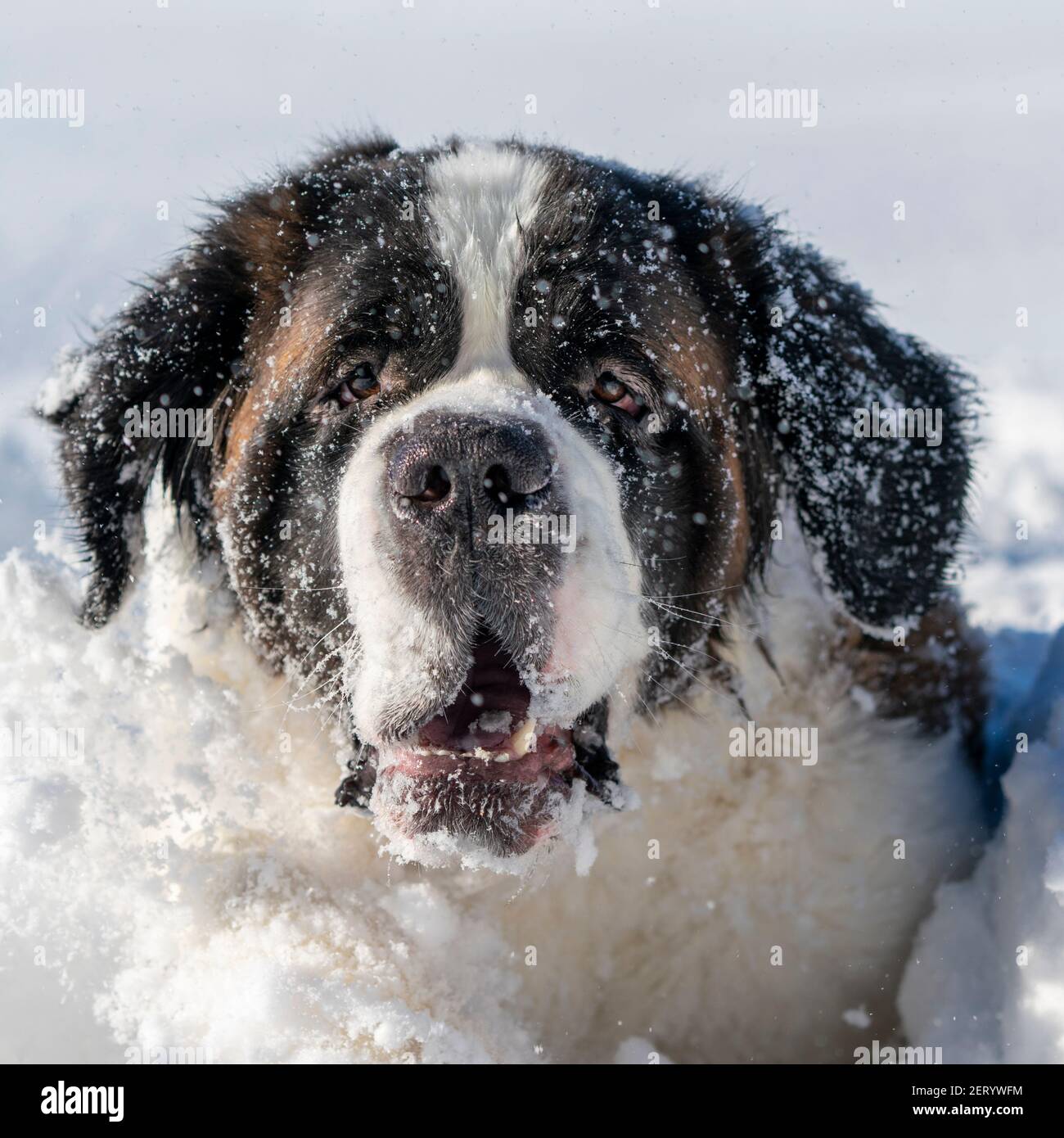 portrait of a purebred Saint Bernard in front of white background Stock ...