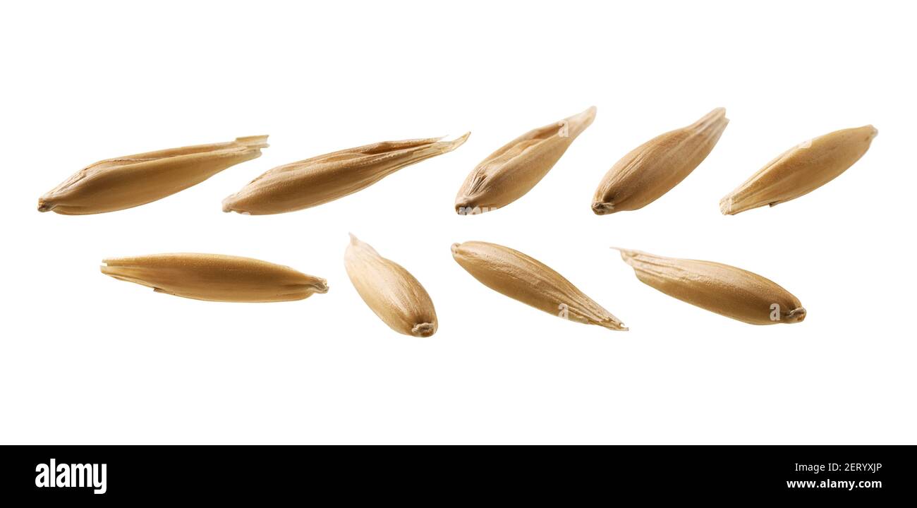 A set of oat grains. Isolated on a white background Stock Photo - Alamy