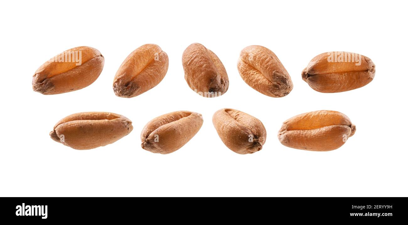 A set of wheat grains. Isolated on a white background Stock Photo - Alamy