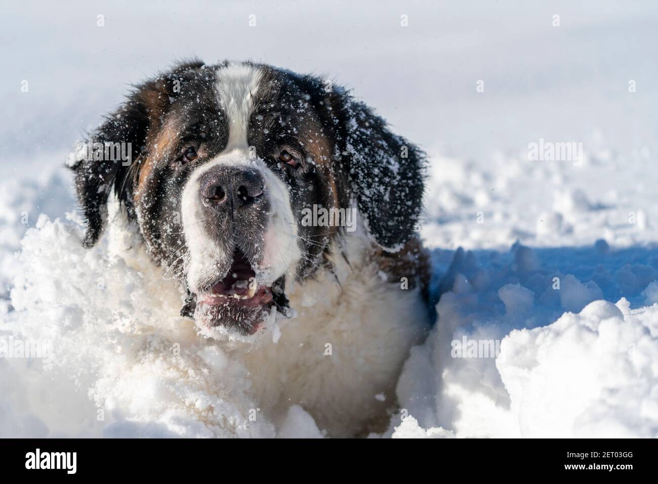 portrait of a purebred Saint Bernard in front of white background Stock ...