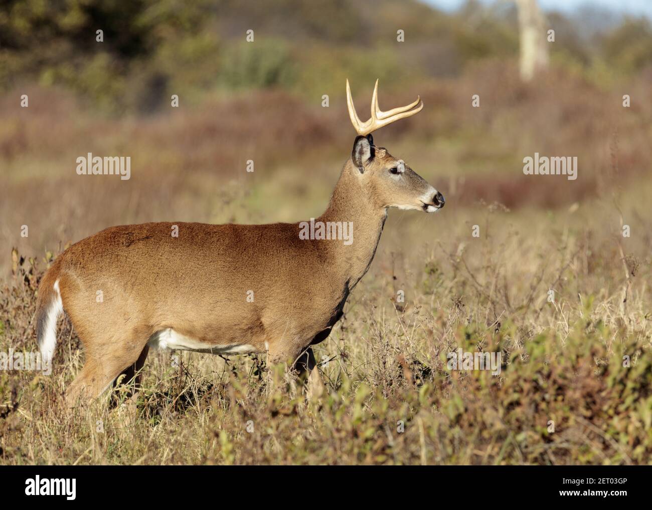Calamian Deer