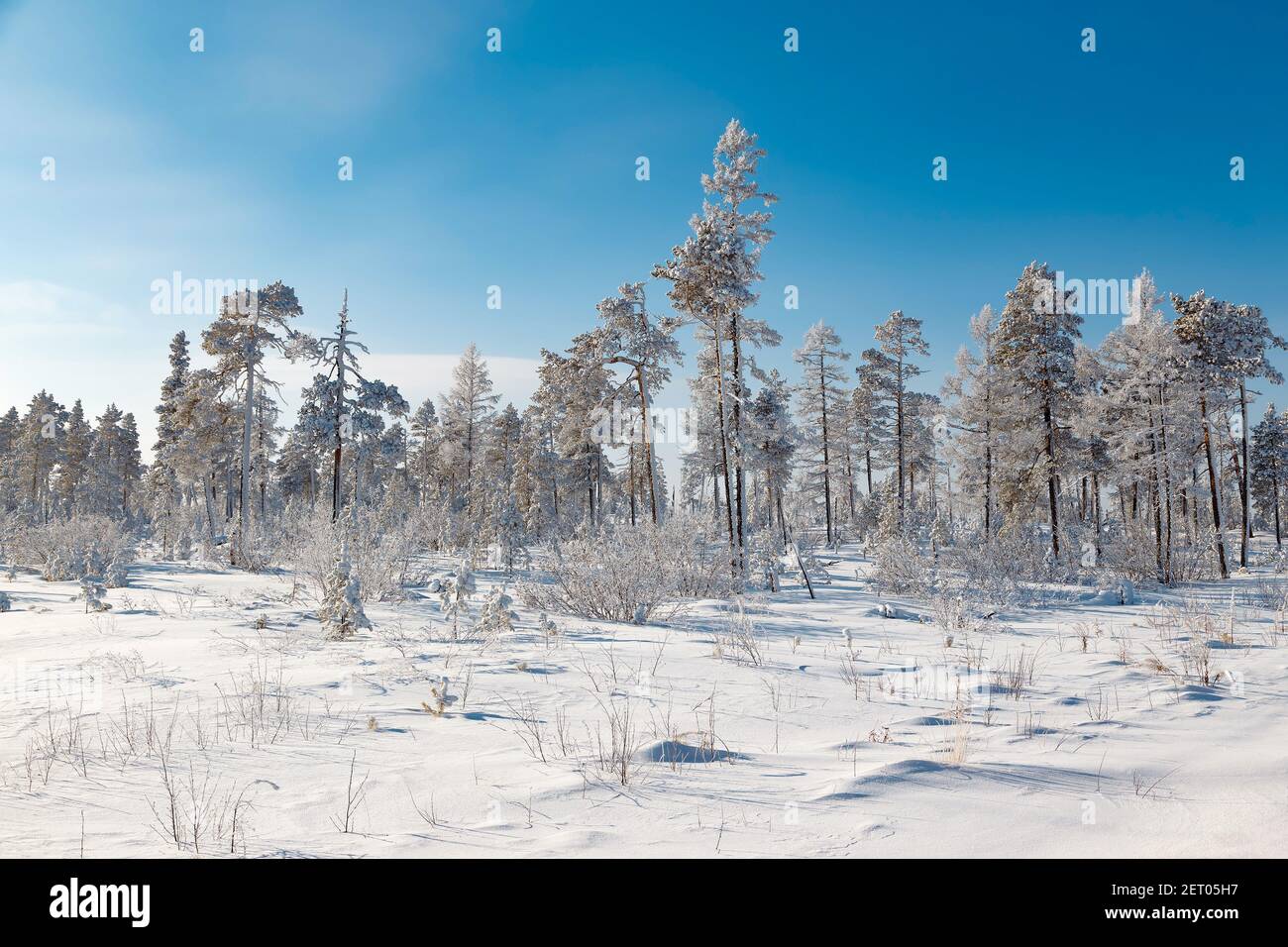 Frozen taiga forest hi-res stock photography and images - Alamy