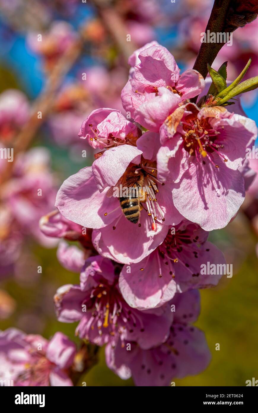 Pollination flowers bees peach hi-res stock photography and images - Alamy