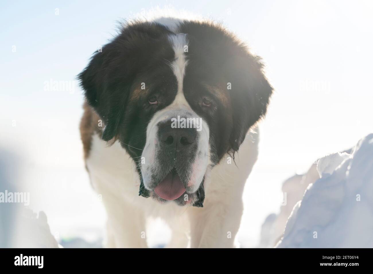 Healthy Saint Bernard purebred dog winter scene Stock Photo - Alamy